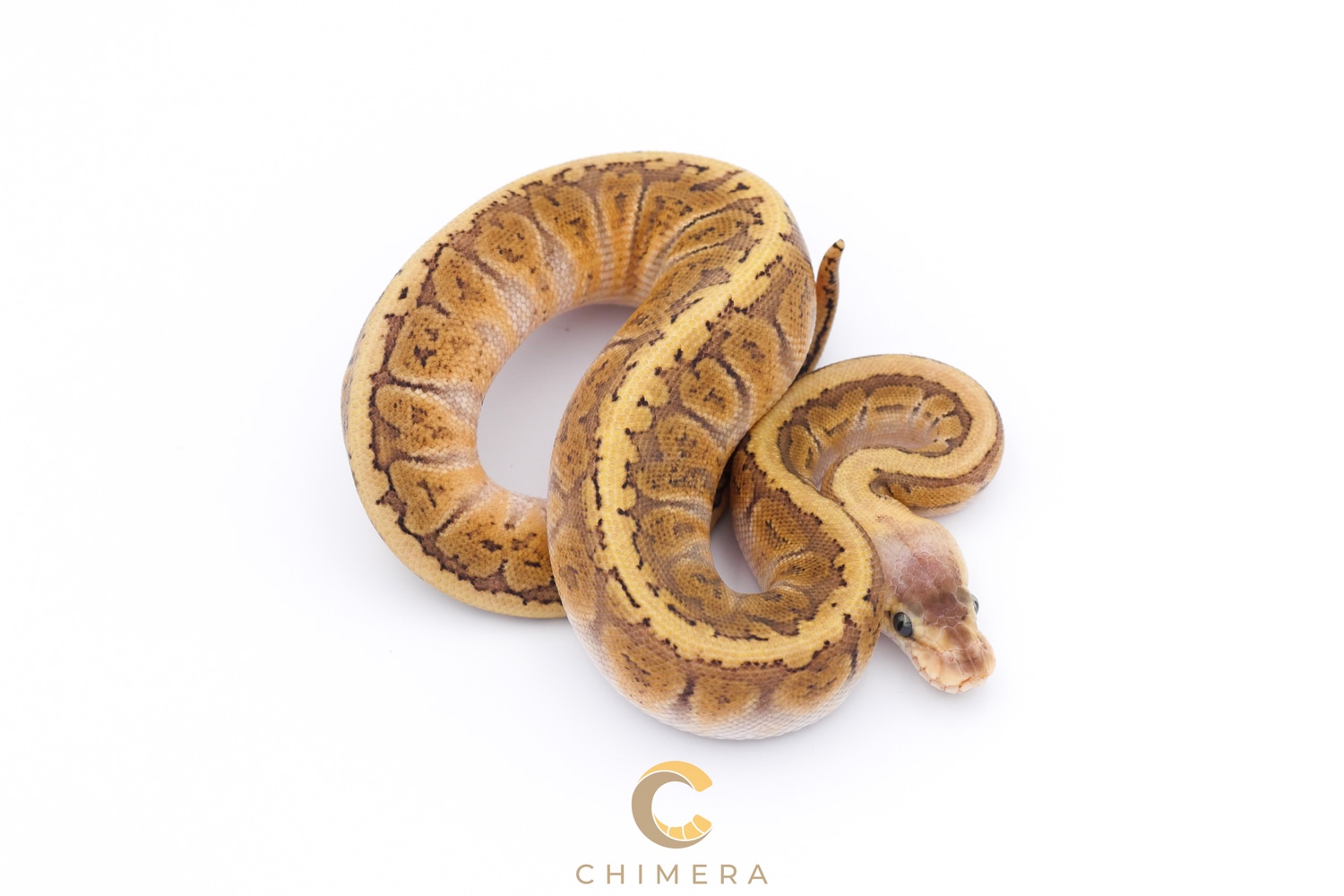 Pastel GHI Pinstripe Het Clown Ball Python by Chimera - MorphMarket