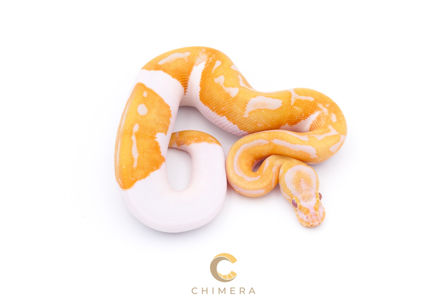 Candino Pied Ball Python by Chimera - MorphMarket