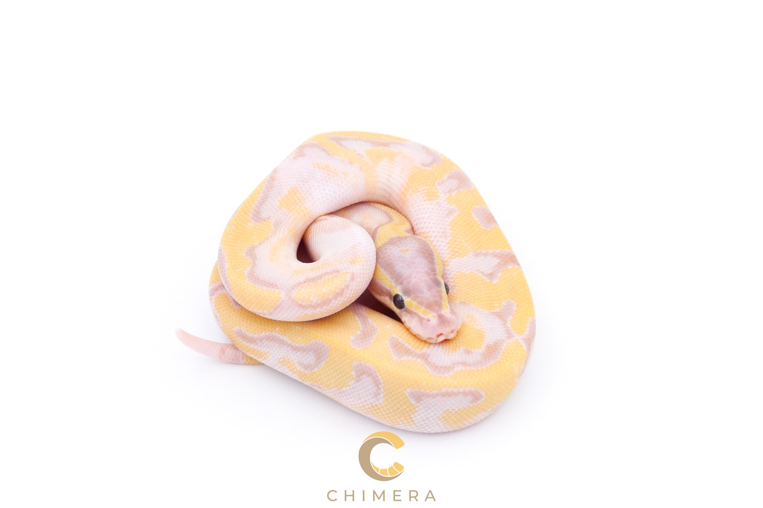 Pied Enchi Super Banana Ball Python by Chimera - MorphMarket