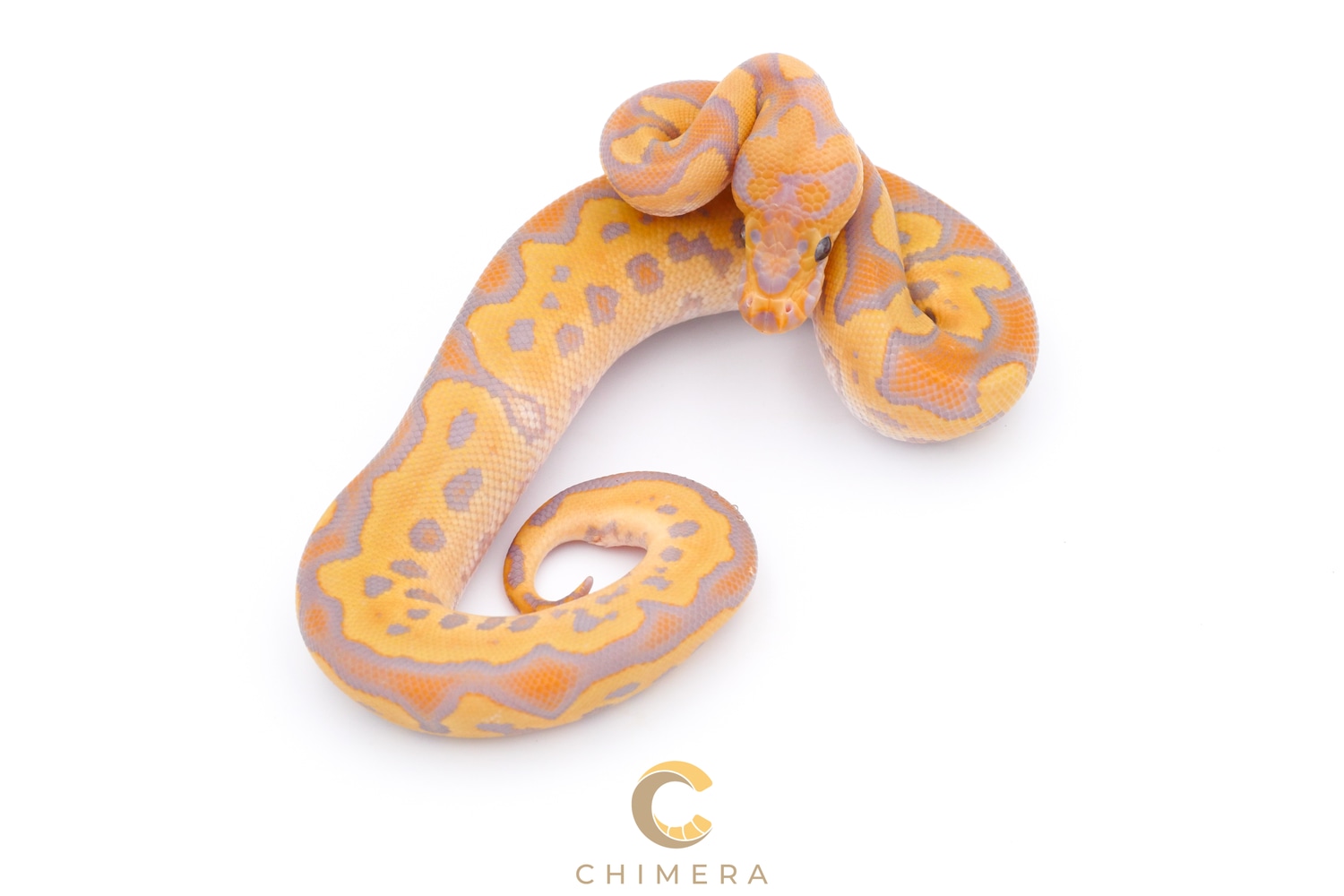 Caramel Clown 100% Het Hypo 100% Het Pied Ball Python by Chimera ...
