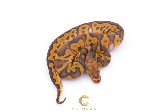 Clown Hypo 100% Het Pied Ball Python by Chimera