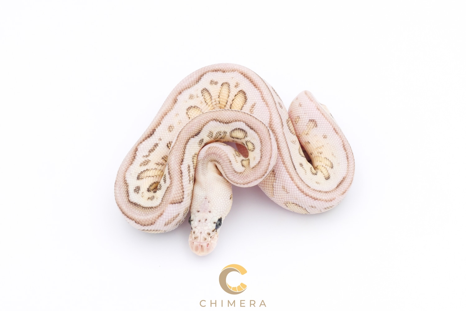 Pastel Butter Leopard Spotnose Jaguar Clown Ball Python by Chimera - MorphMarket