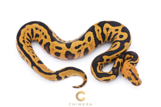 Leopard Confusion Desert Ghost Clown Ball Python by Chimera