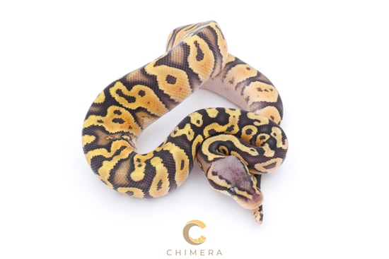 Pastel Hypo Het Zebra 100% Het Desert Ghost Ball Python by Chimera