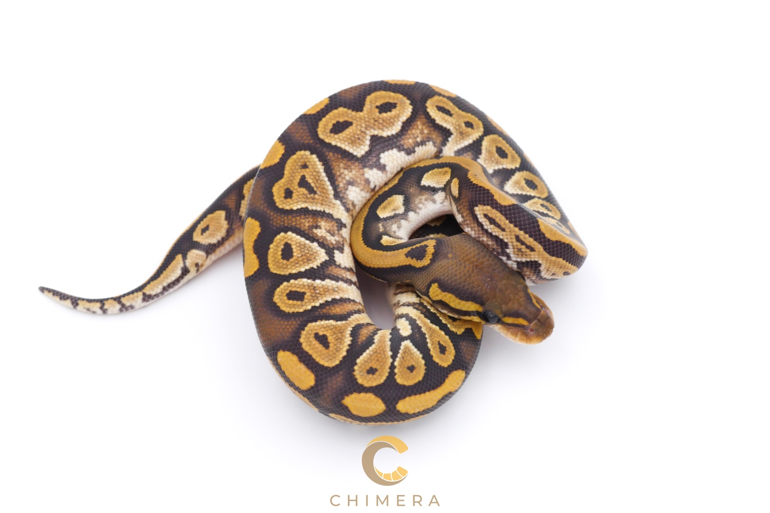 Blackhead Hypo 100% Het Puzzle Ball Python by Chimera - MorphMarket