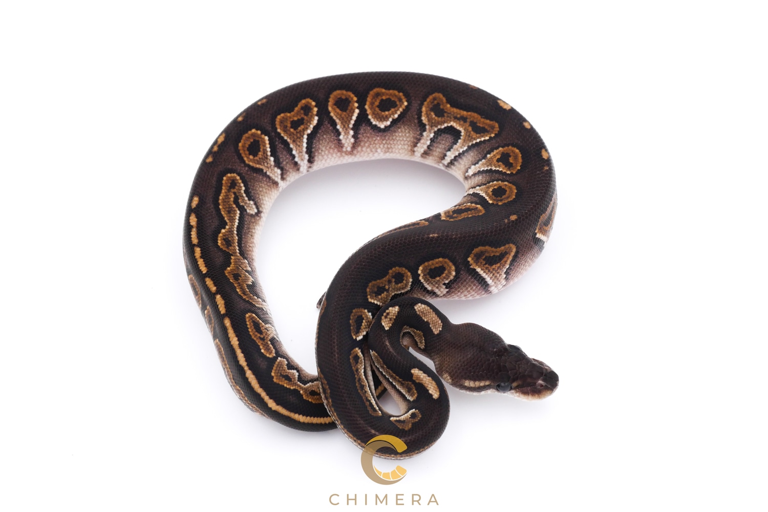 Blackhead Cinnamon Mystic Het Ultramel Ball Python by Chimera - MorphMarket