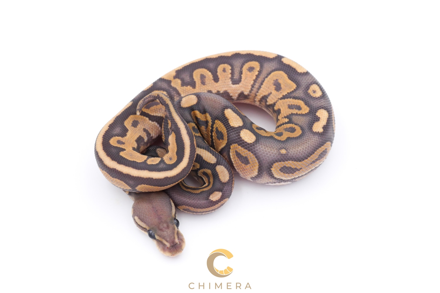 Hypo Cinnamon 100% Het Pied 50% Het Albino Ball Python by Chimera ...