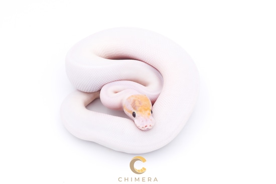 Pied Banana Pinto Ball Python by Chimera
