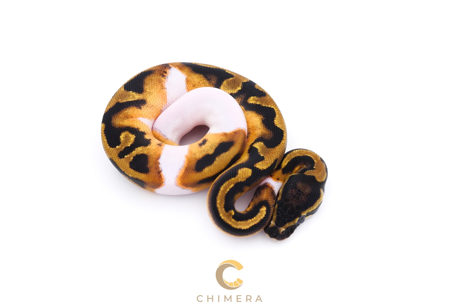 Pied 100% Het Axanthic (VPI) Ball Python by Chimera - MorphMarket