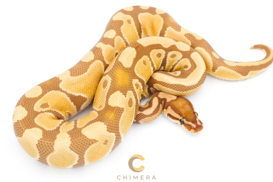 Ultramel 100% Het Clown Ball Python by Chimera