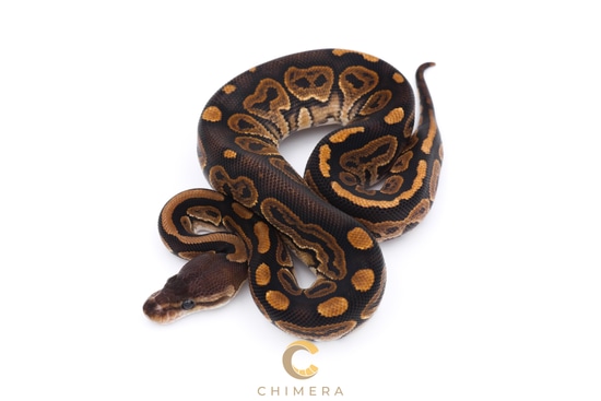 Cinnamon 100% Het Puzzle 100% Het Lavender Albino Ball Python by Chimera