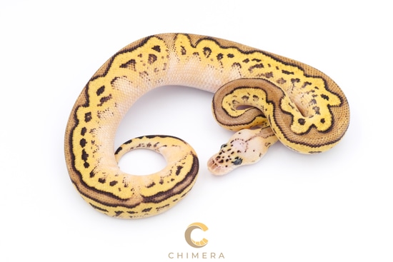 Pastel Fire Lace Clown 100% Het Pied Ball Python by Chimera