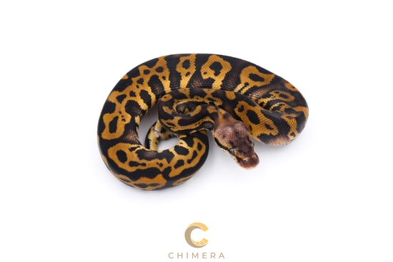 Pastel Confusion 100% Het Desert Ghost 100% Het Clown Ball Python by ...