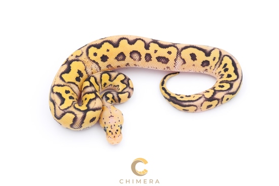 Pastel Vanilla Clown Desert Ghost 100% Het Pied Ball Python by Chimera