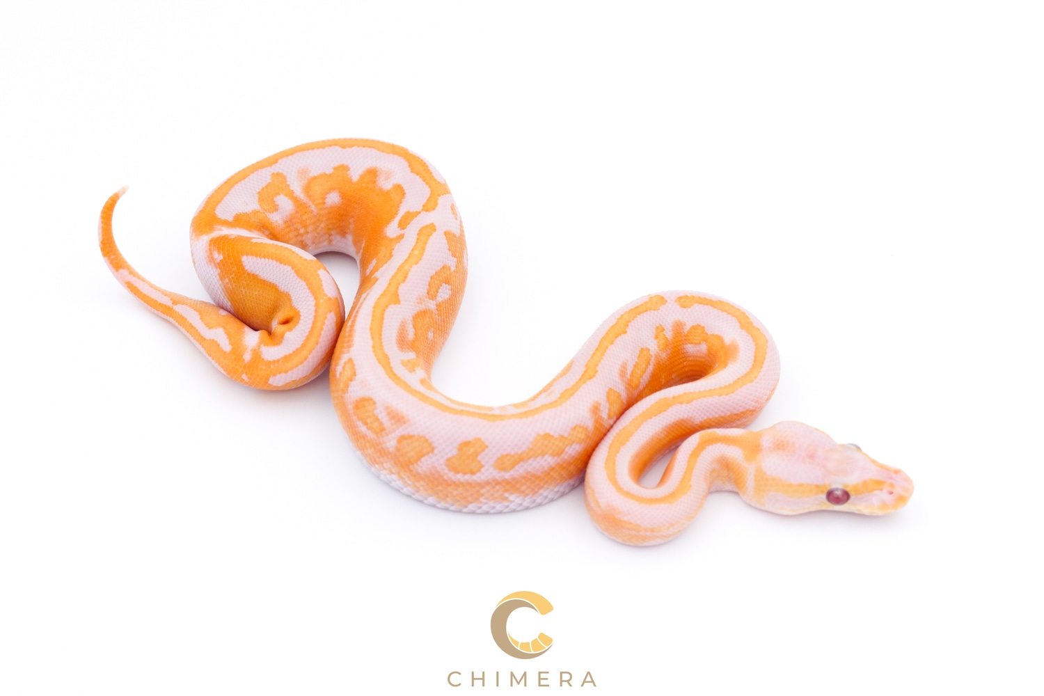 Blackhead Redgene Lavender Pied Ball Python by Chimera - MorphMarket