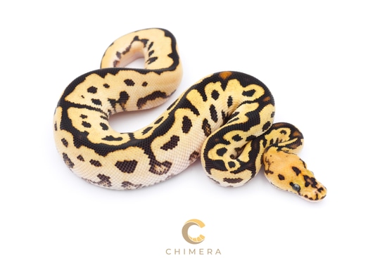 Orange Dream Fire (Redhead) Spotnose Clown 100% Het Pied Ball Python by ...