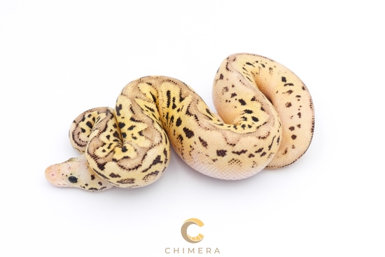 Pastel Fire Orange Dream Spotnose Redhead Clown 100% Het Pied Ball ...