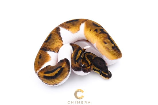 Pied 100% Het VPI Axanthic Ball Python by Chimera