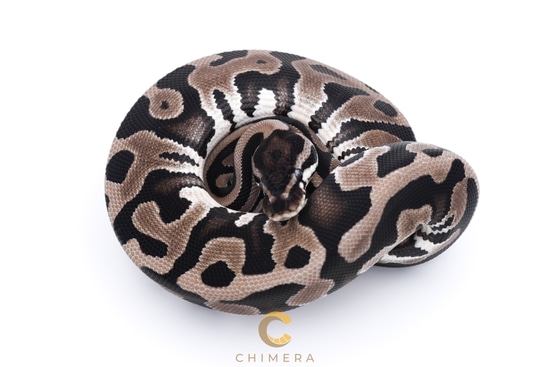Leopard Axanthic (VPI) 100% Het Pied Ball Python by Chimera