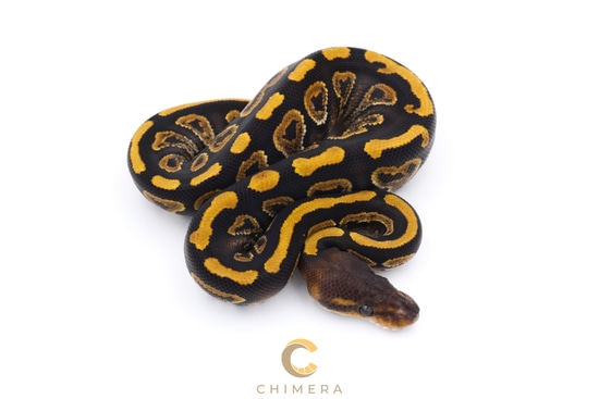Mahogany 100% Het Ultramel Ball Python by Chimera