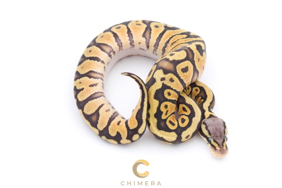 Pastel Hypo Het Zebra Ball Python by Chimera