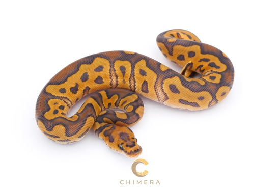 Clown Hypo 100% Het Pied Ball Python by Chimera