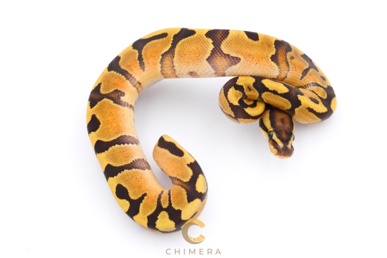 Fire Enchi 100% Het Puzzle 50% Het Lavender Albino Ball Python by Chimera