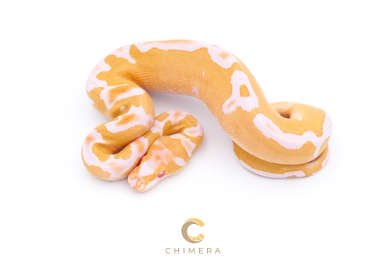 Albino Clown 100% Het Pied Ball Python by Chimera