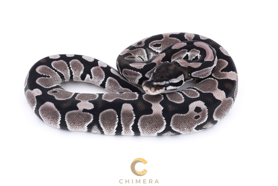 Axanthic (VPI) 100% Het Pied Ball Python by Chimera