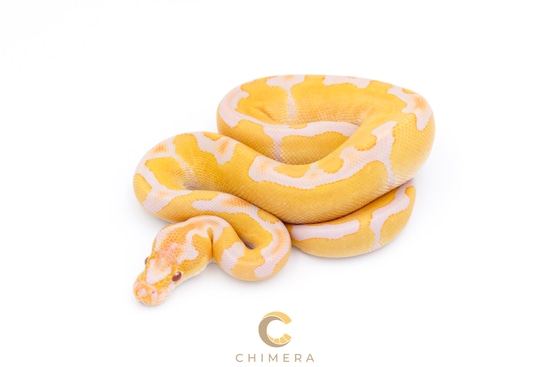 Candy Clown Ball Python by Chimera