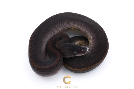 Suma 100% Het Pied Ball Python by Chimera