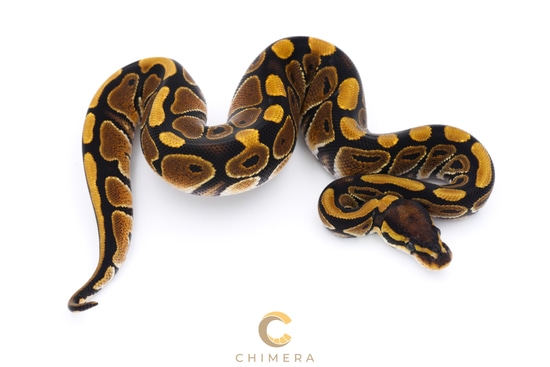 100% Het Puzzle Ball Python by Chimera
