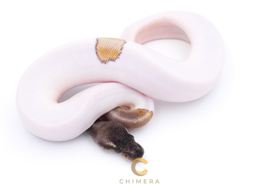 Pied GHI Mojave Ball Python by Chimera