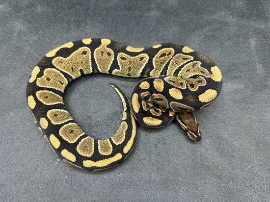 100% Het Clown Ball Python by Chimera