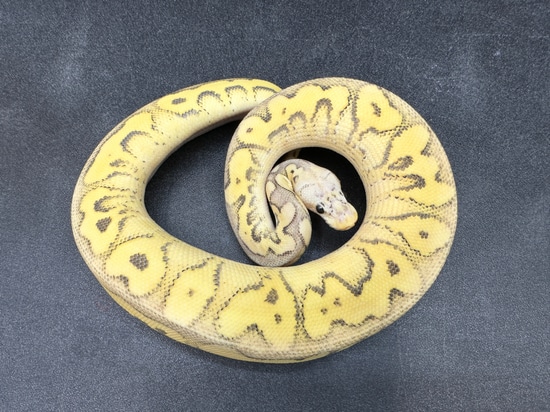 Super Pastel Fire Yellowbelly Lace Clown Ball Python by Chimera