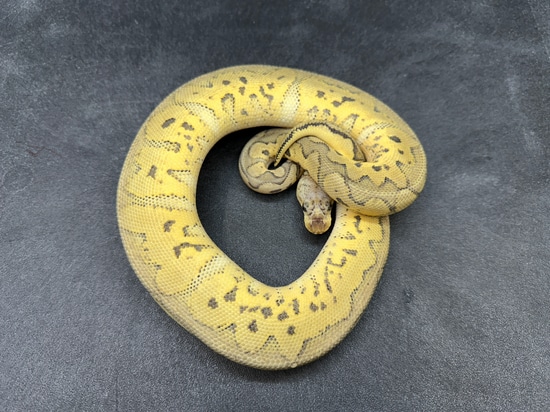 Pastel Fire Yellowbelly Clown Ball Python by Chimera