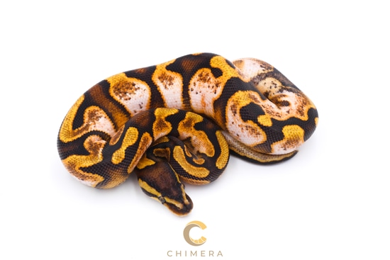 Fire Calico 100% Het Puzzle Ball Python by Chimera