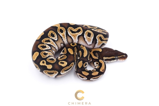 100% Het Lavender Albino Mojave 50% Het Monsoon Ball Python by Chimera