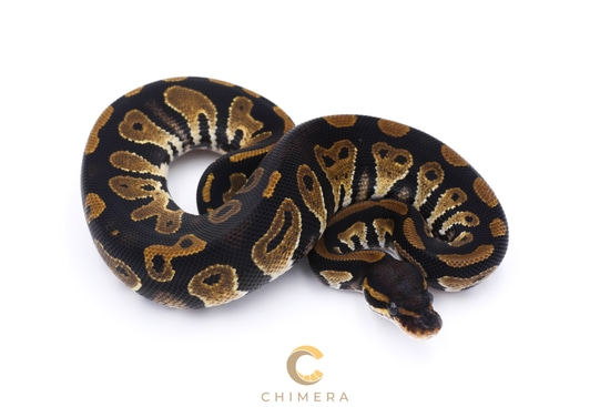 Blackhead 100% Het Hypo 100% Het Clown 100% Het Pied 100% Het Axanthic ...