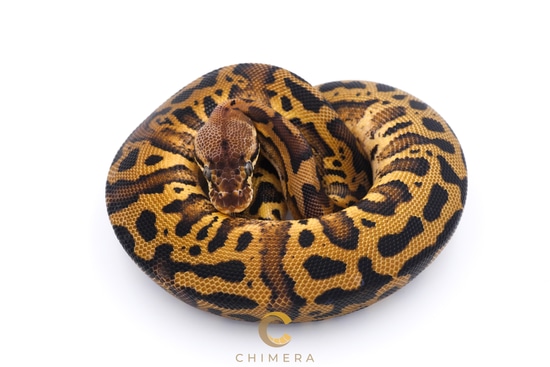Pastel Leopard Confusion 100% Het Clown 100% Het Desert Ghost Ball ...