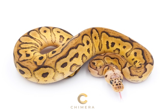 Pastel Trojan Clown Ball Python by Chimera