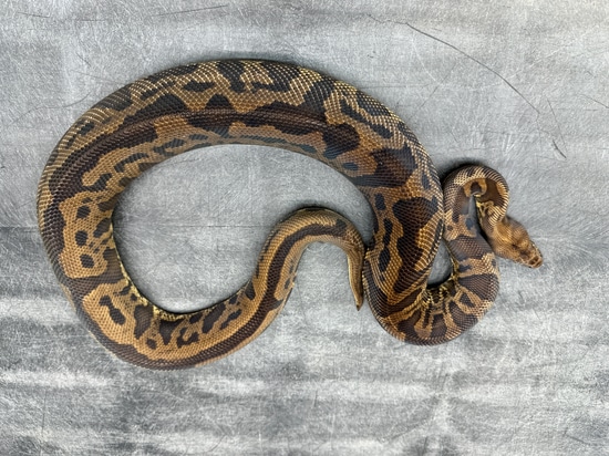 Leopard Mahogany Confusion Clown Ball Python by Chimera
