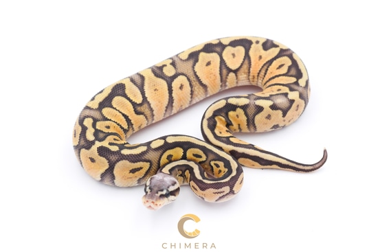 Super Pastel Hypo 100% Het Sunset Ball Python by Chimera