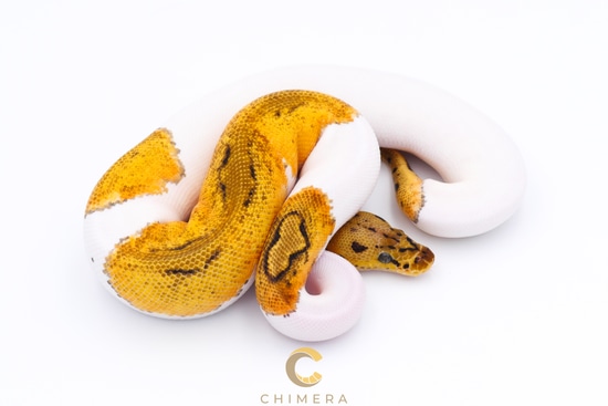 Clown Pied Pastel Ball Python by Chimera