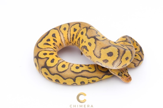 Clown Hypo Pastel 100% Het Pied Ball Python by Chimera