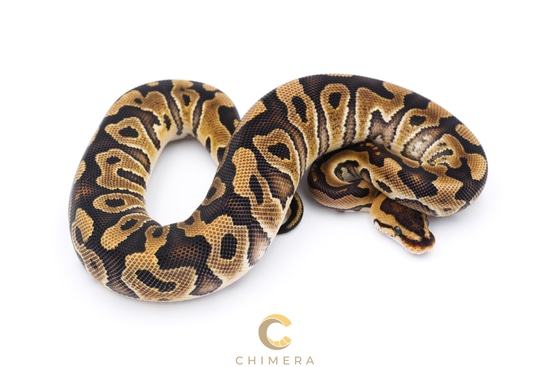 Leopard 100% Het Clown 100% Het Cryptic 50% Het Genetic Stripe 50% Het ...
