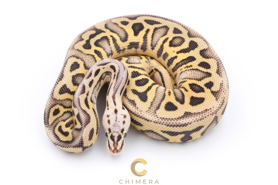 Super Pastel Leopard 100% Het Clown 100% Het Cryptic 100% Het Genetic ...