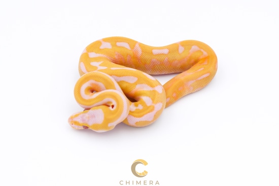 Pastel Enchi Redgene Lavender Albino Pied 100% Het Clown Ball Python by ...