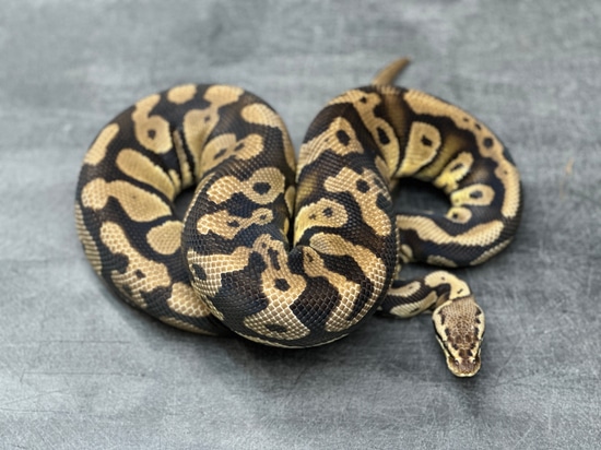 Pastel Confusion 100% Het Clown 100% Het Desert Ghost Ball Python by ...
