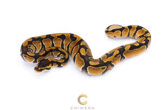 Enchi 100% Het Sunset 100% Het Clown Ball Python by Chimera